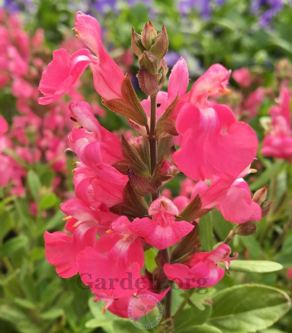 Photo of the bloom of Autumn Sage (Salvia greggii Mirage™ Pink) posted ...