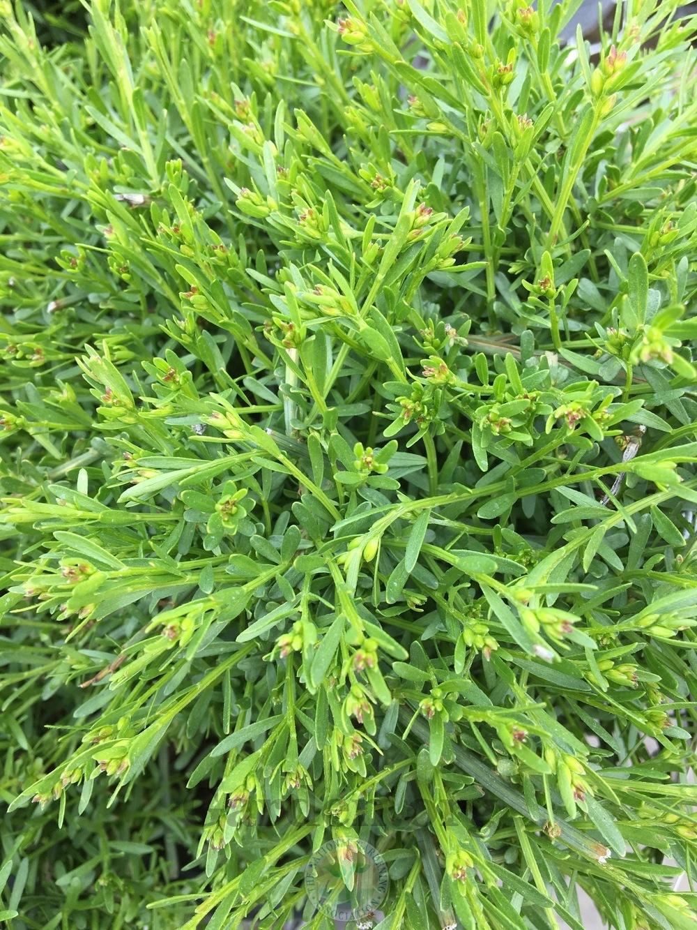 Photo of the emerging growth of Lydian Broom (Genista lydia Bangle ...