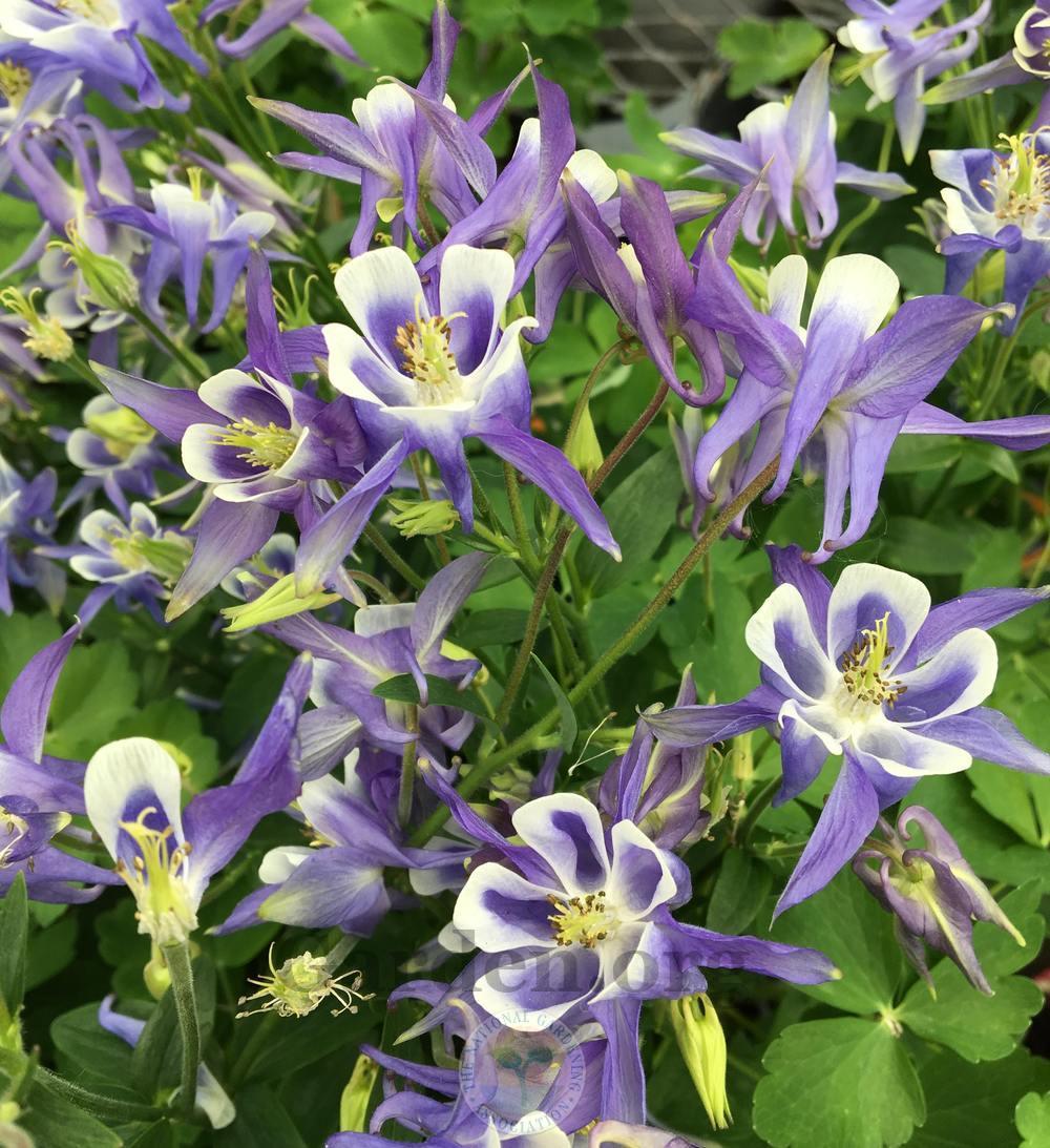 Photo of the bloom of Columbine (Aquilegia vulgaris 'Winky Blue and ...