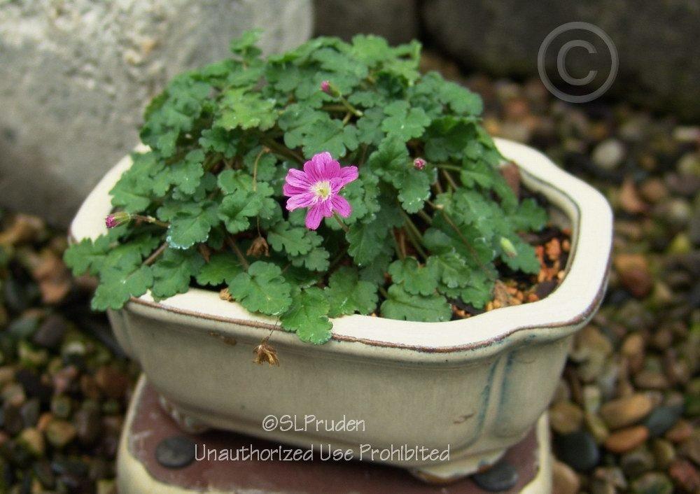 Photo of the entire plant of Alpine Geranium (Erodium 'Flore Pleno ...
