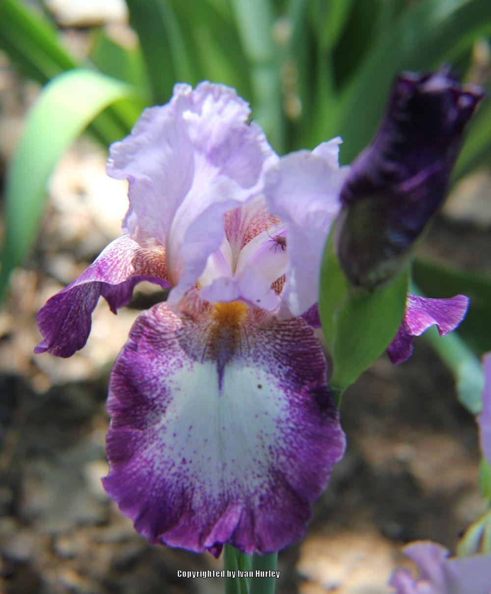 Tall Bearded Iris (Iris 'Focus') in the Irises Database - Garden.org
