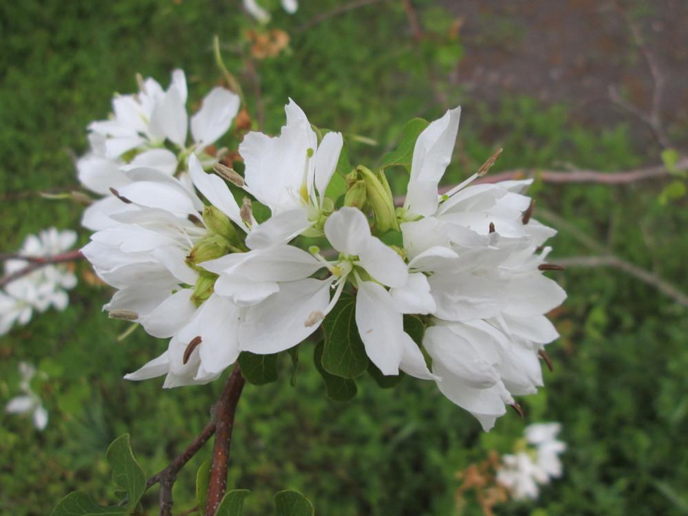 Photo of the bloom of Anacacho Orchid Tree (Bauhinia macranthera ...