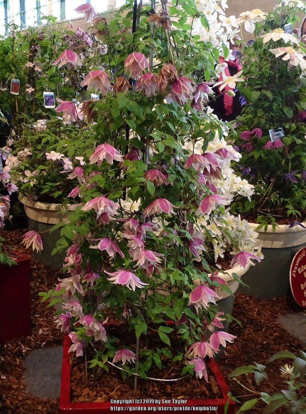 Clematis (Clematis macropetala 'Propertius') in the Clematis Database ...