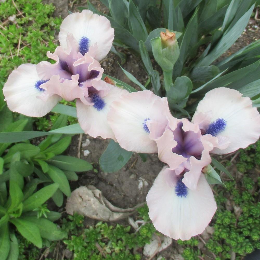 Photo of the entire plant of Standard Dwarf Bearded Iris (Iris 'Chanted ...