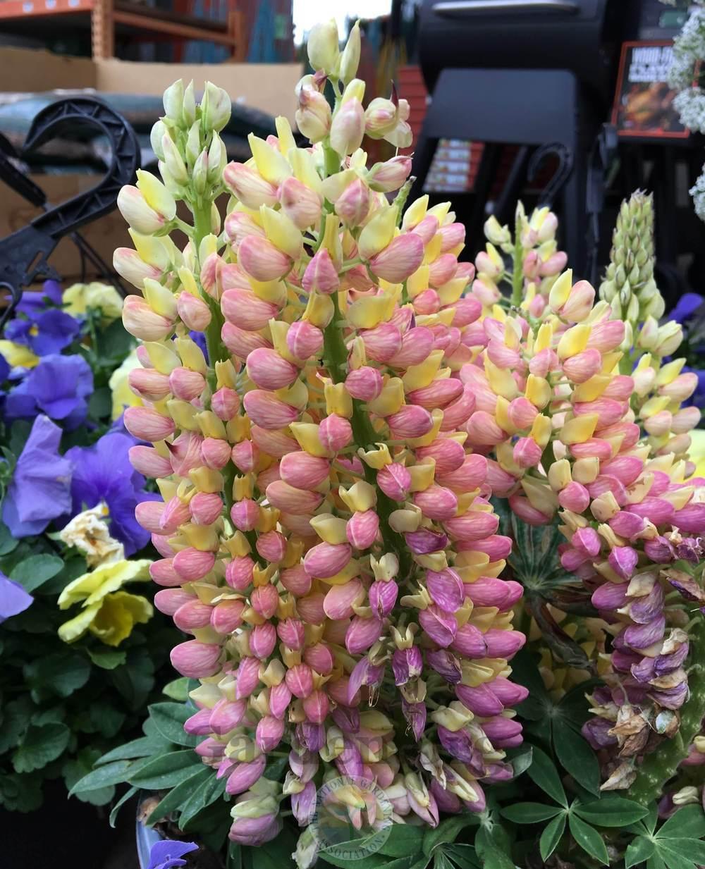Lupine (Lupinus Staircase™ Orange) - Garden.org