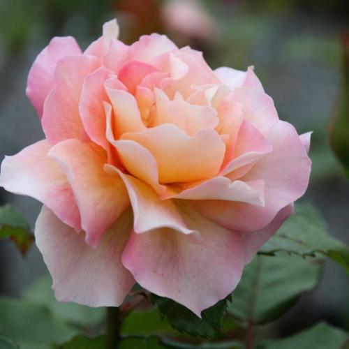 Rose (Rosa 'Rosie the Riveter') in the Roses Database - Garden.org