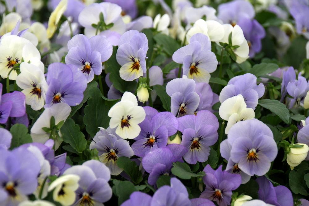 Viola (Viola cornuta Penny™ Azure Dawn) in the Violas Database - Garden.org