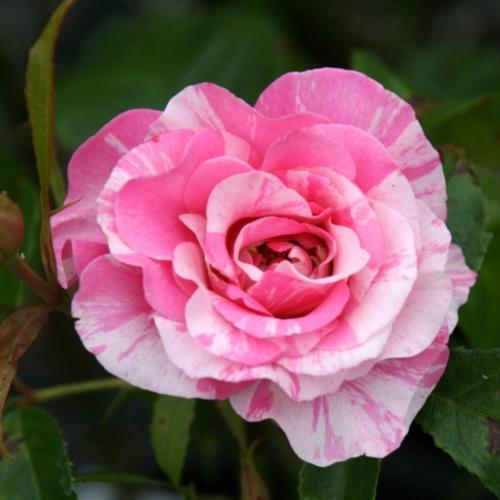 Rose (Rosa 'Parade Day') in the Roses Database - Garden.org