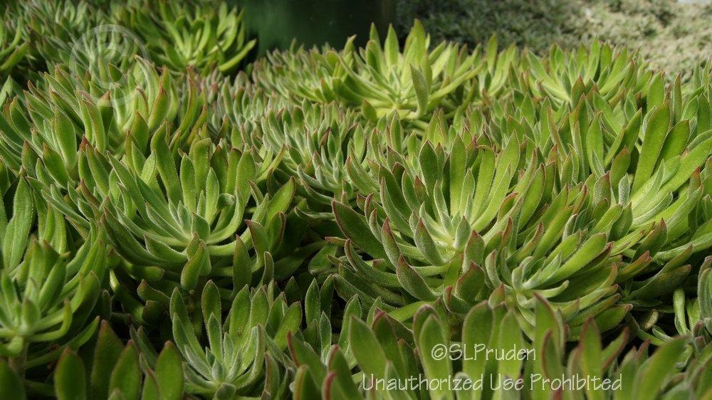 Photo of the entire plant of Echeveria (Echeveria setosa 'Arrow Shaped ...
