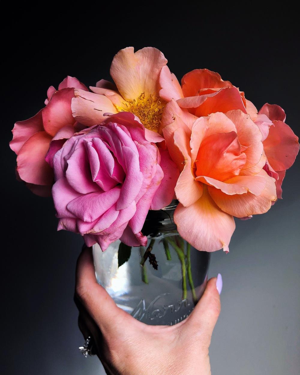 New and growing roses in Louisiana in the Roses forum - Garden.org