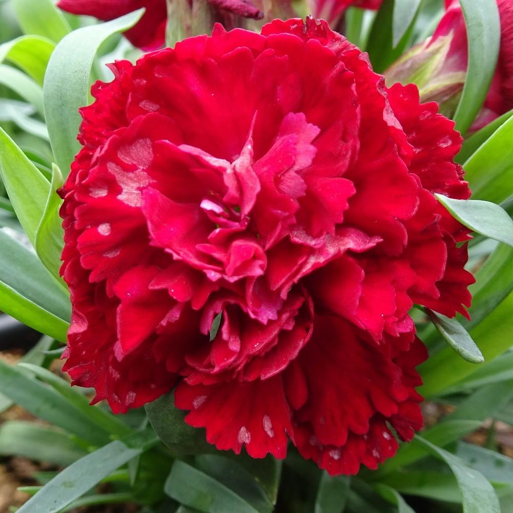 Dianthus Constant Beauty® Red in the Dianthus Database - Garden.org