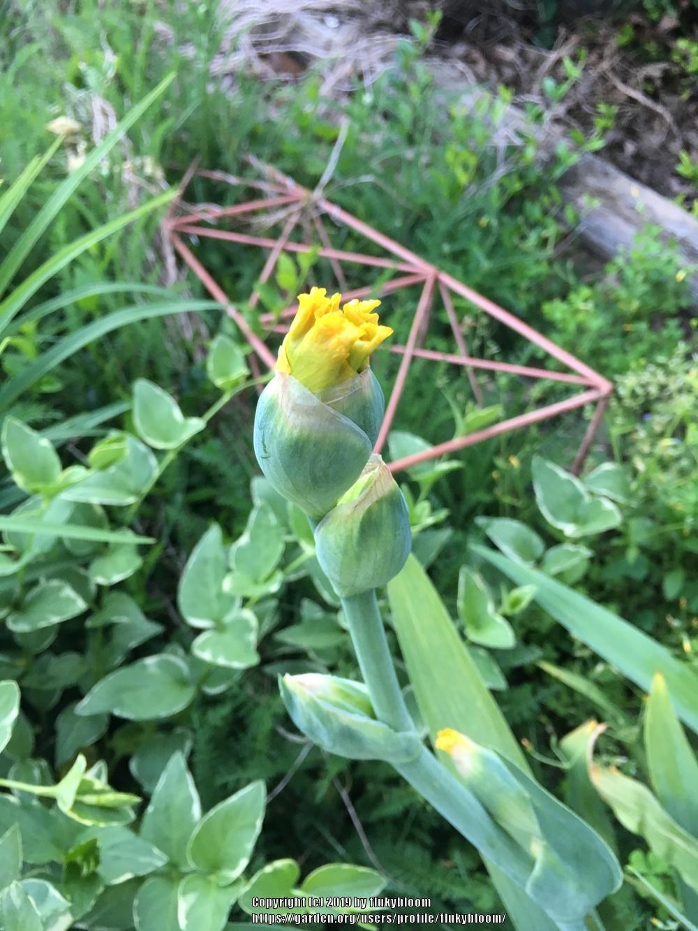 Is this a normal bud? in the Irises forum - Garden.org