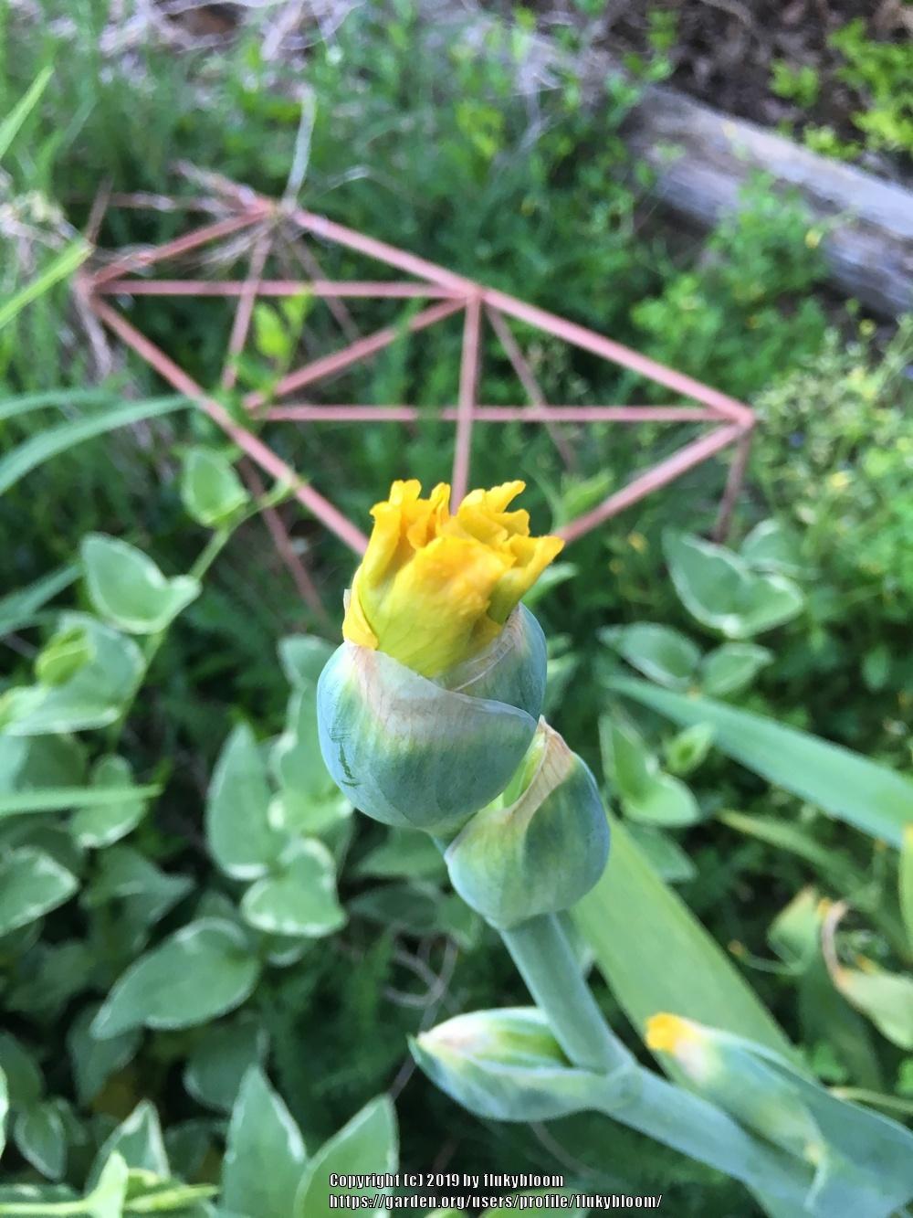 Is this a normal bud? in the Irises forum - Garden.org