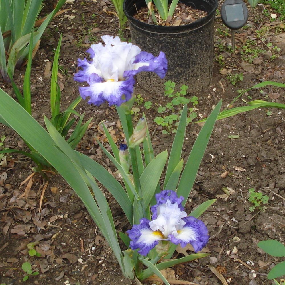 Photo of the bloom of Tall Bearded Iris (Iris 'Sky Ruler') posted by ...