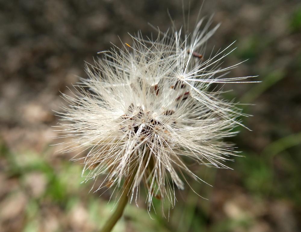 Potato Dwarf Dandelion (Krigia dandelion) - Garden.org