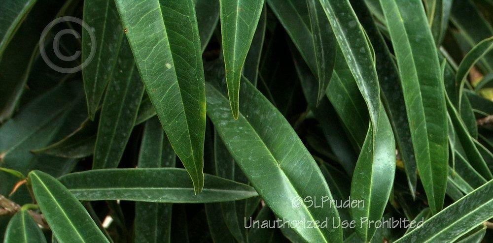 Photo of the leaves of Banana-Leaf Ficus (Ficus maclellandii 'Alii ...