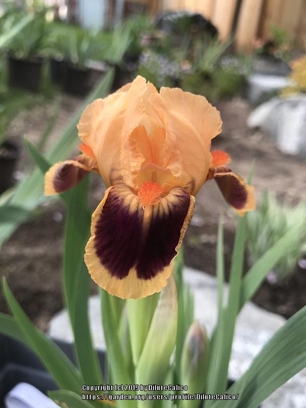 Miniature Dwarf Bearded Iris (Iris 'Fairy Firefly') in the Irises ...