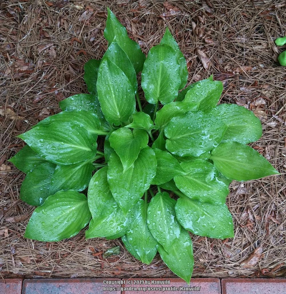 Hosta 'Invincible' in the Hostas Database - Garden.org
