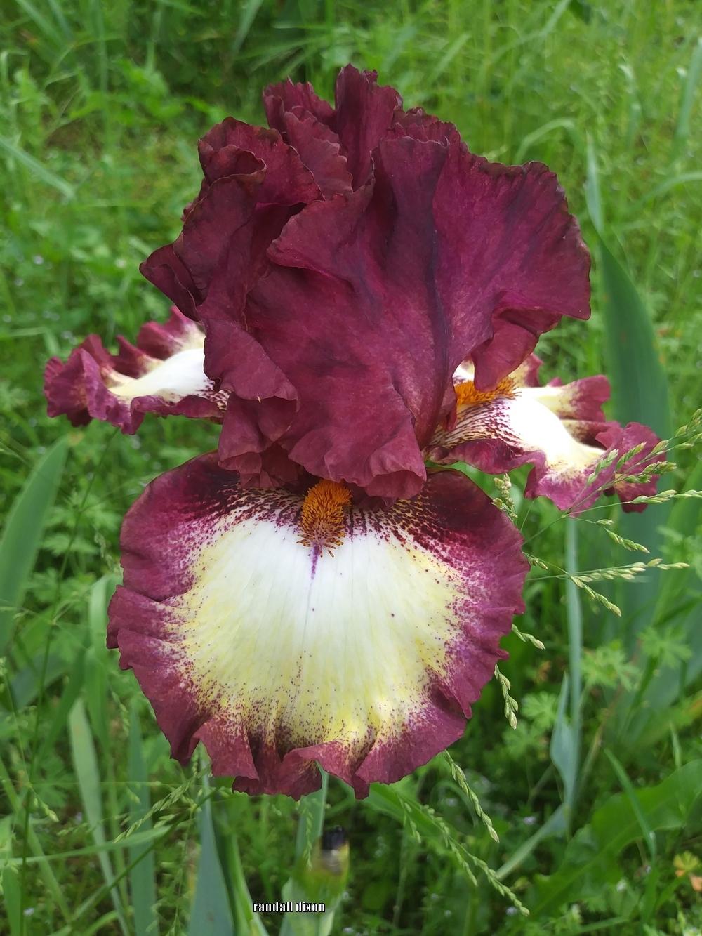 Photo of the bloom of Tall Bearded Iris (Iris 'Class Ring') posted by ...