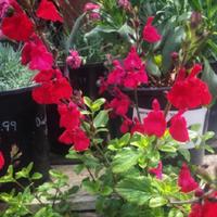 Sage (Salvia microphylla 'Killer Cranberry') in the Salvias Database ...