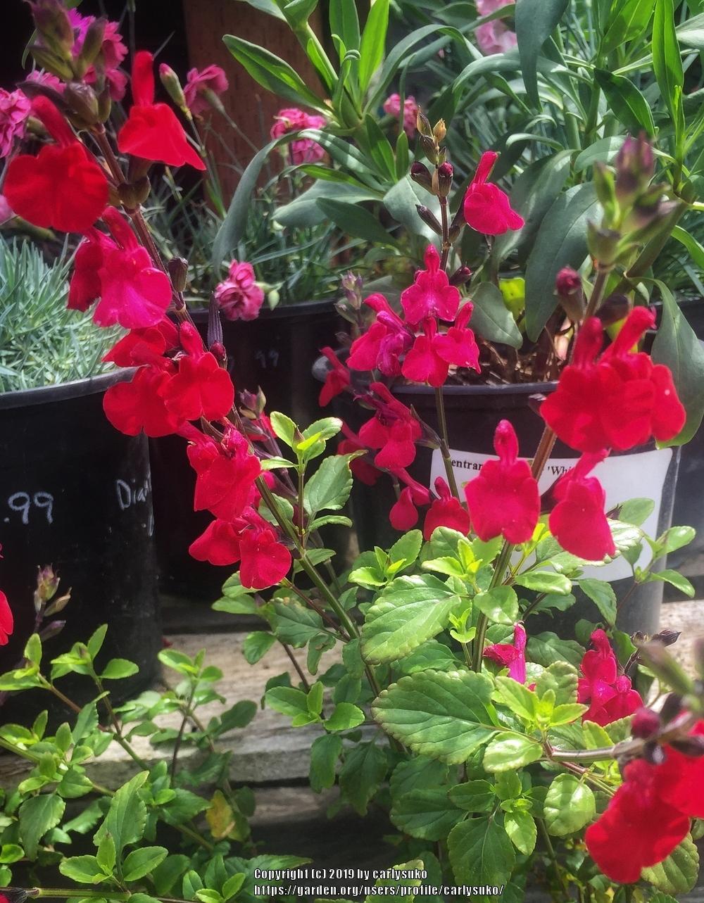 Sage (Salvia microphylla 'Killer Cranberry') in the Salvias Database ...