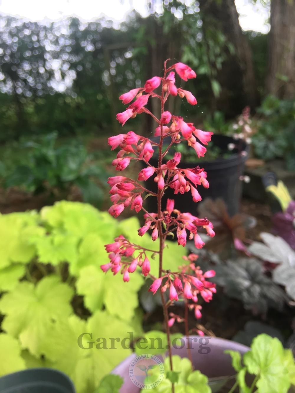 Coral Bells: Plant Care and Collection of Varieties - Garden.org