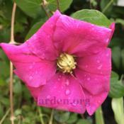 Clematis 'Sunset' in the Clematis Database - Garden.org