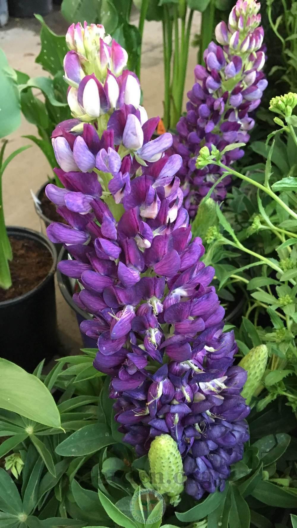 Lupine (Lupinus Staircase™ Blue) - Garden.org