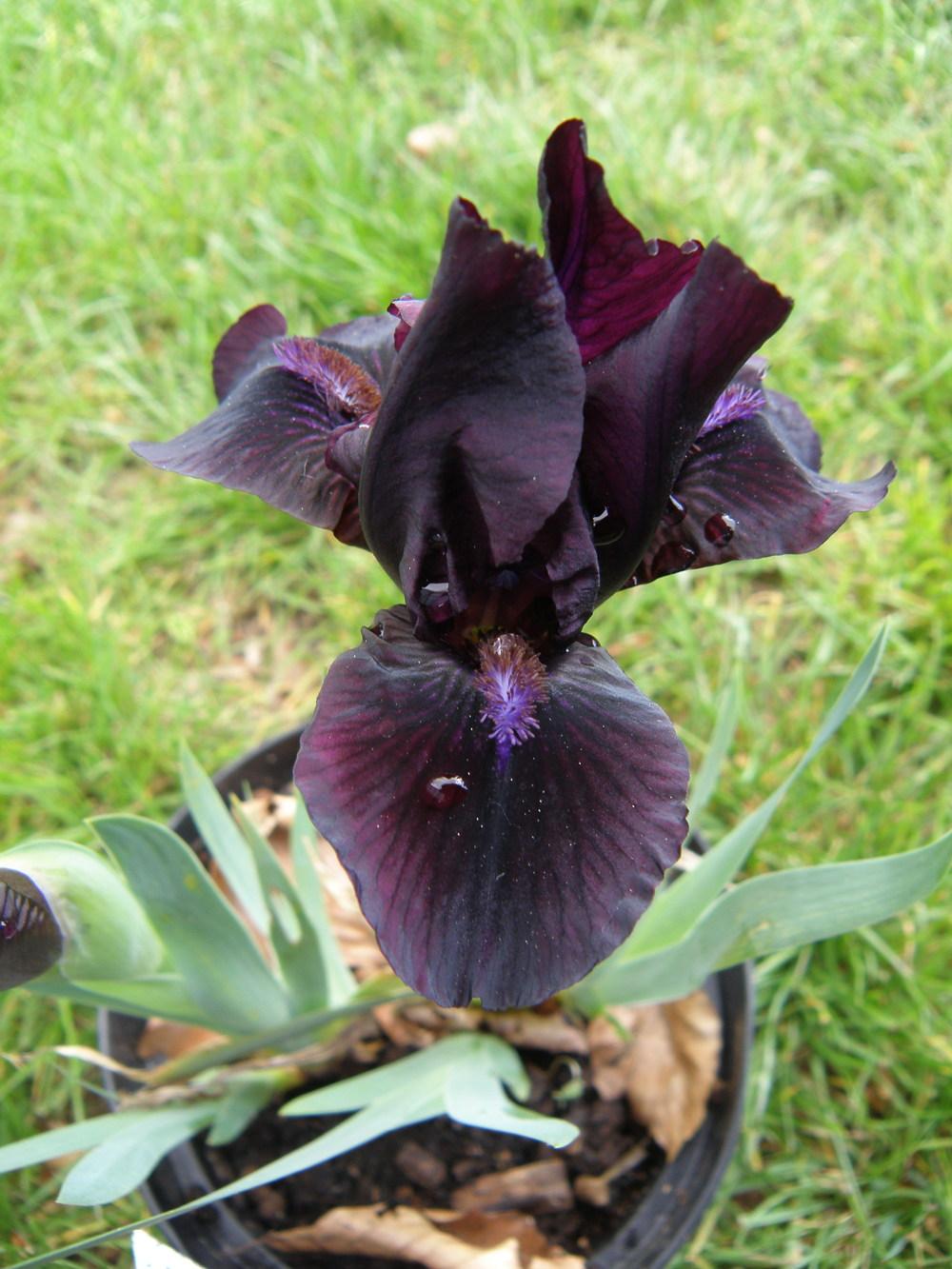 Miniature Dwarf Bearded Iris (Iris 'Au Chocolat') in the Irises ...