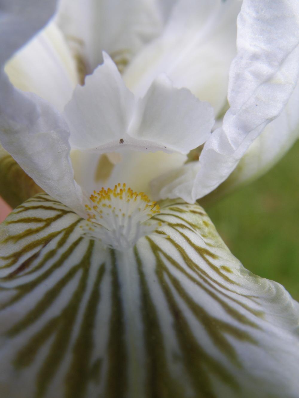 Photo of the closeup of buds, sepals and receptacles of Standard Dwarf ...