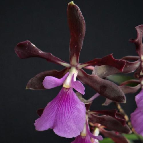 Orchid (Encyclia Rioclarense) - Garden.org