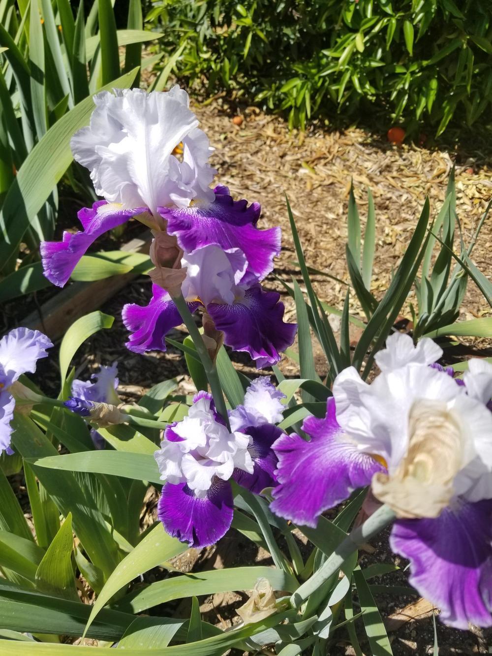 Photo of the entire plant of Tall Bearded Iris (Iris 'Royal Storm ...