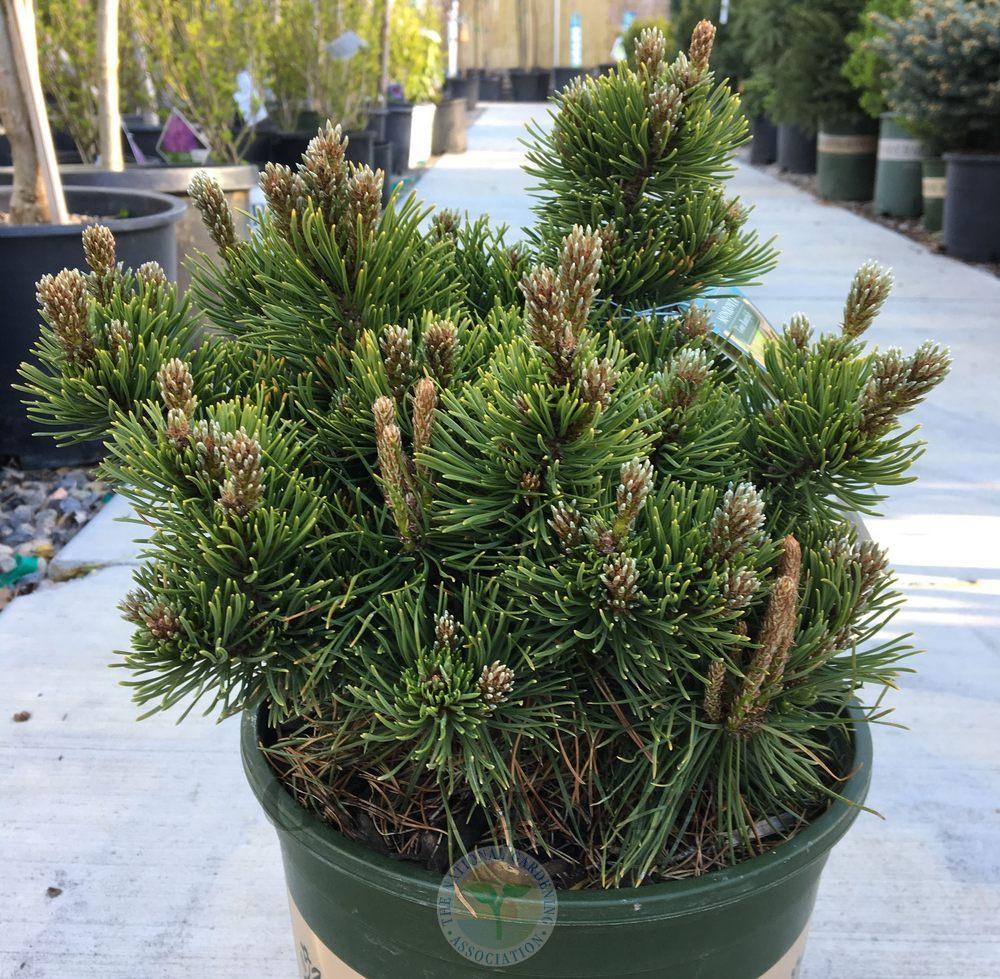 Mugo Pine (Pinus mugo 'Compact Select') - Garden.org