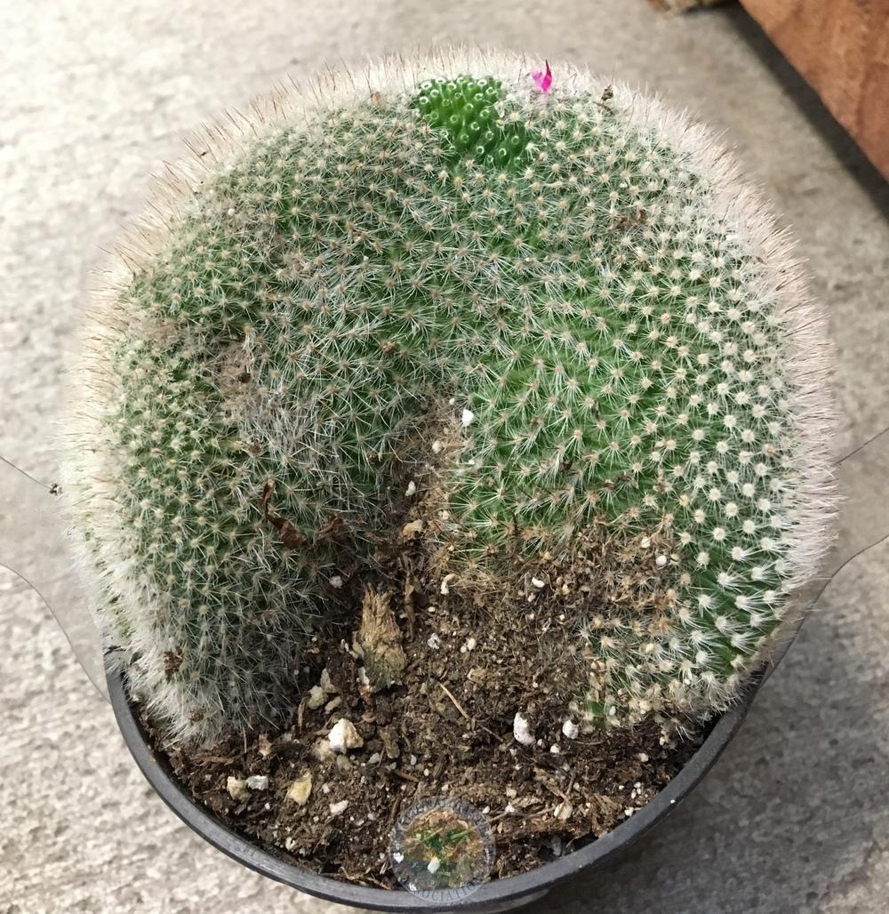 Photo of the seedling or young plant of Parodia scopa 'Cristata' posted ...