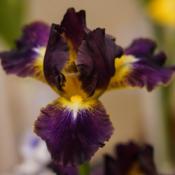 Intermediate Bearded Iris (Iris 'Leave the Light On') in the Irises ...