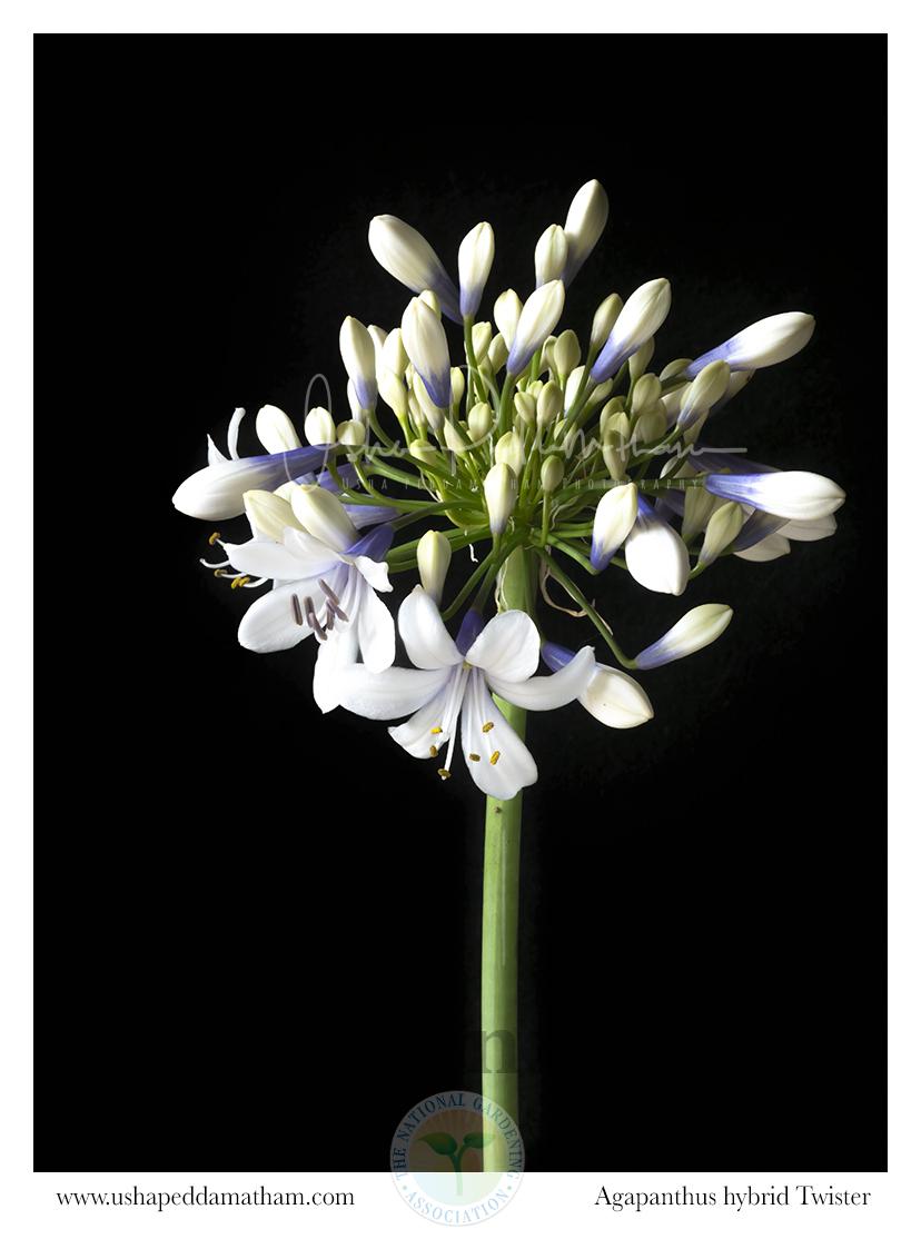 Lily of the Nile (Agapanthus Indigo Frost™) in the Agapanthus Database ...