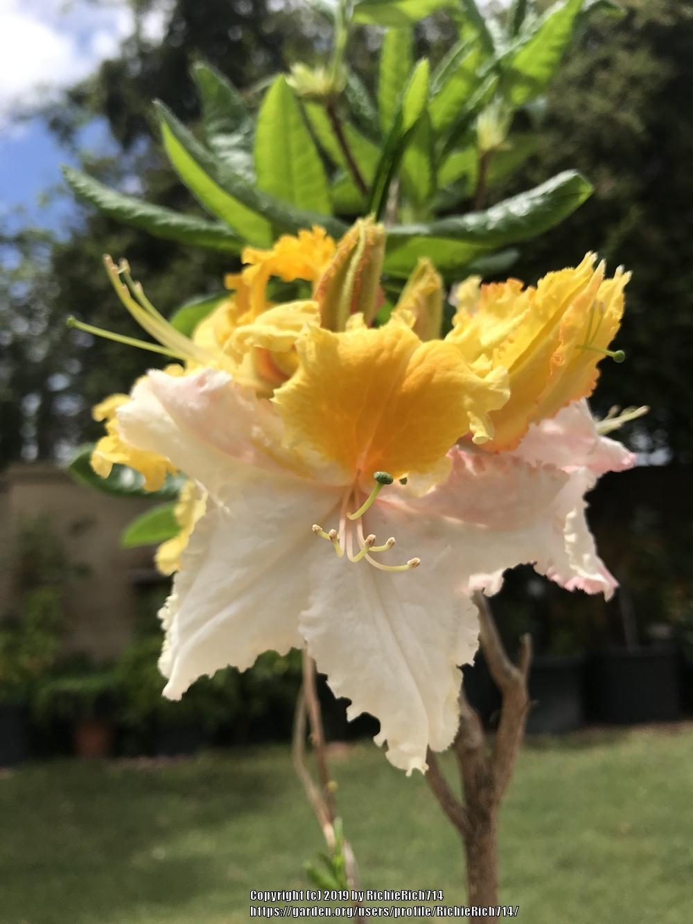 Western Azalea (Rhododendron 'Washington State Centennial') in the ...
