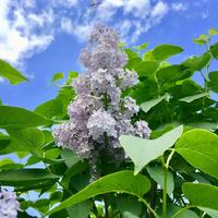 The Main Plant entry for Lilacs (Syringa) - Garden.org