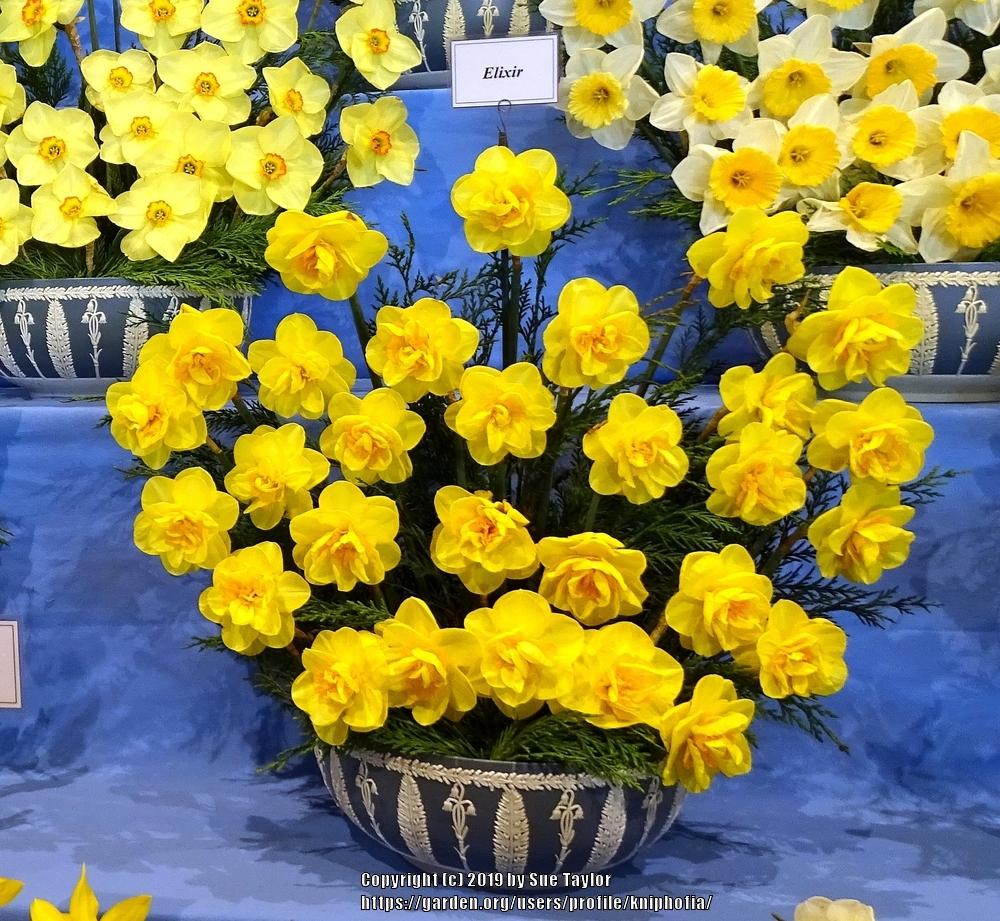 Double Daffodil (Narcissus 'Elixir') in the Daffodils Database - Garden.org