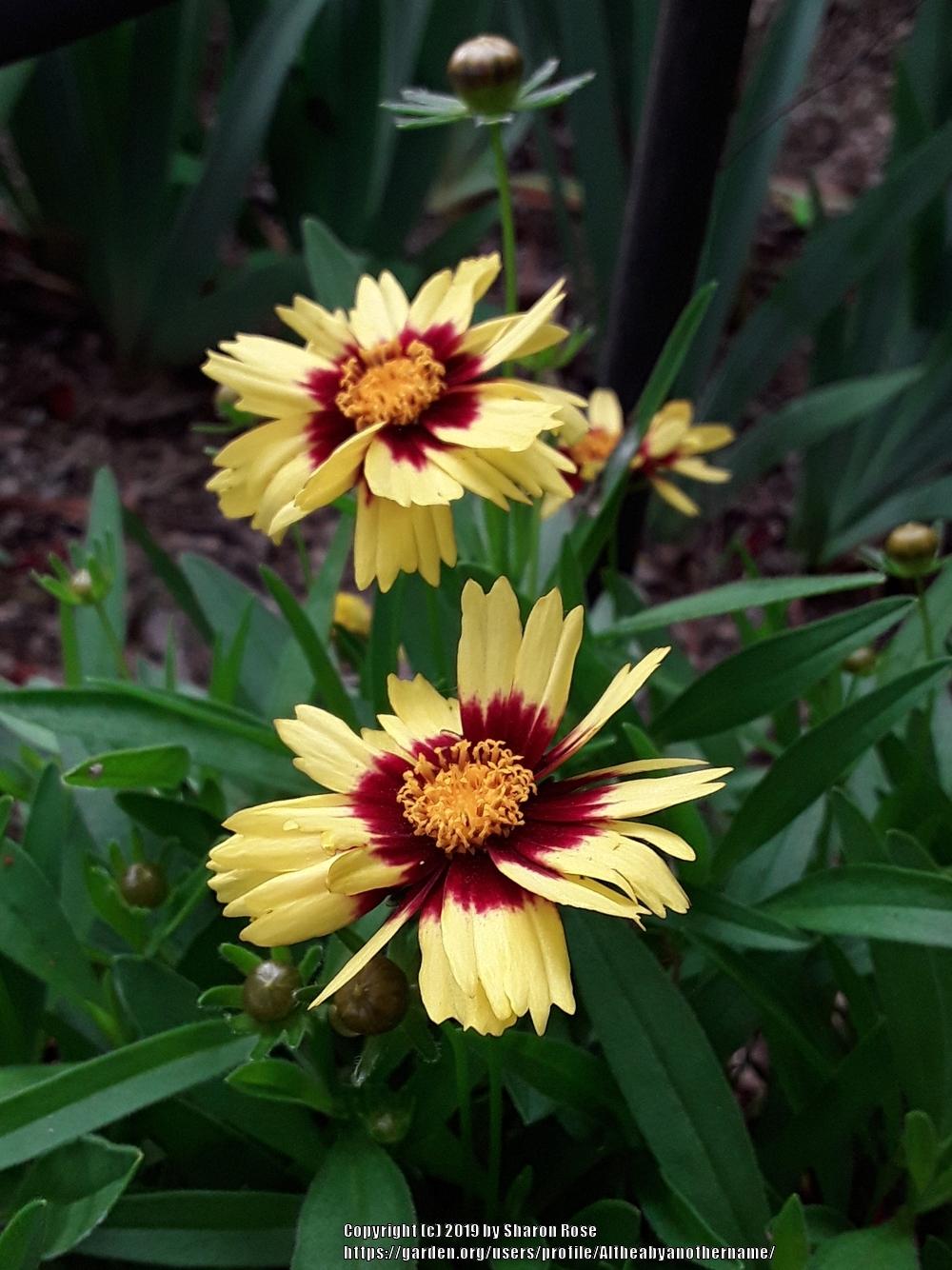 Photo of the bloom of Tickseed (Coreopsis UpTick™ Yellow & Red) posted ...