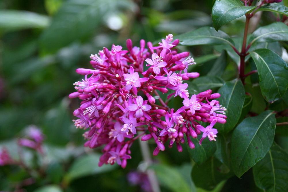 Tree Fuchsia (Fuchsia paniculata subsp. paniculata) in the Fuchsias ...