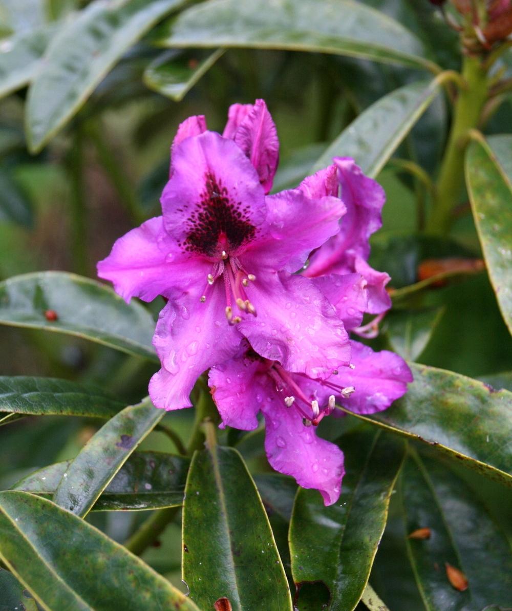 Rhododendron 'Black Eye' in the Rhododendrons Database - Garden.org