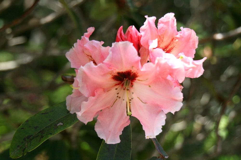 Rhododendrons: Plant Care and Collection of Varieties - Garden.org