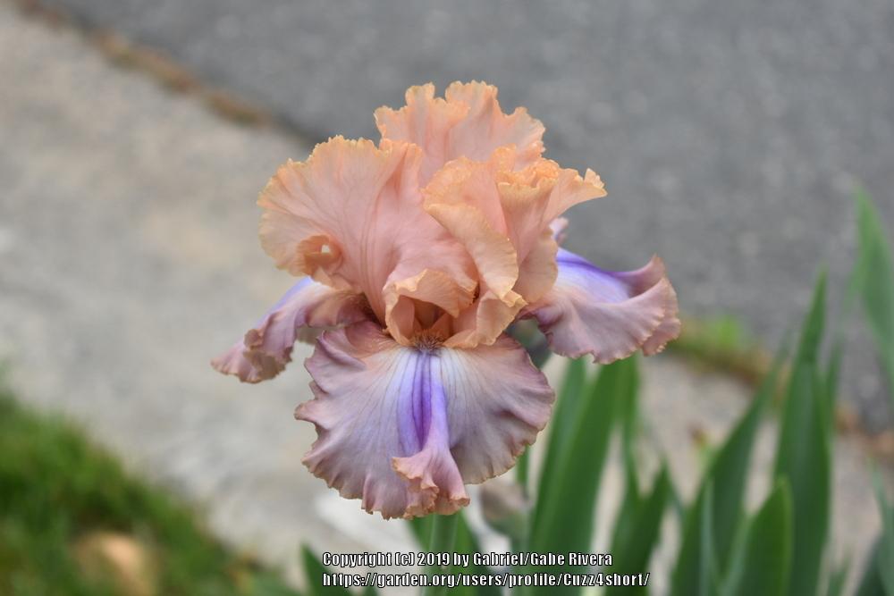 Photo of the bloom of Tall Bearded Iris (Iris 'First Prize') posted by Cuzz4short - Garden.org