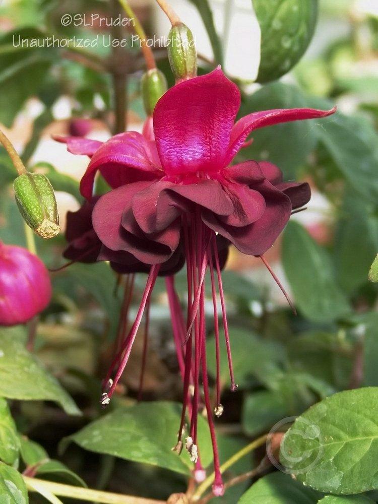 Fuchsia 'Blacky' in the Fuchsias Database - Garden.org