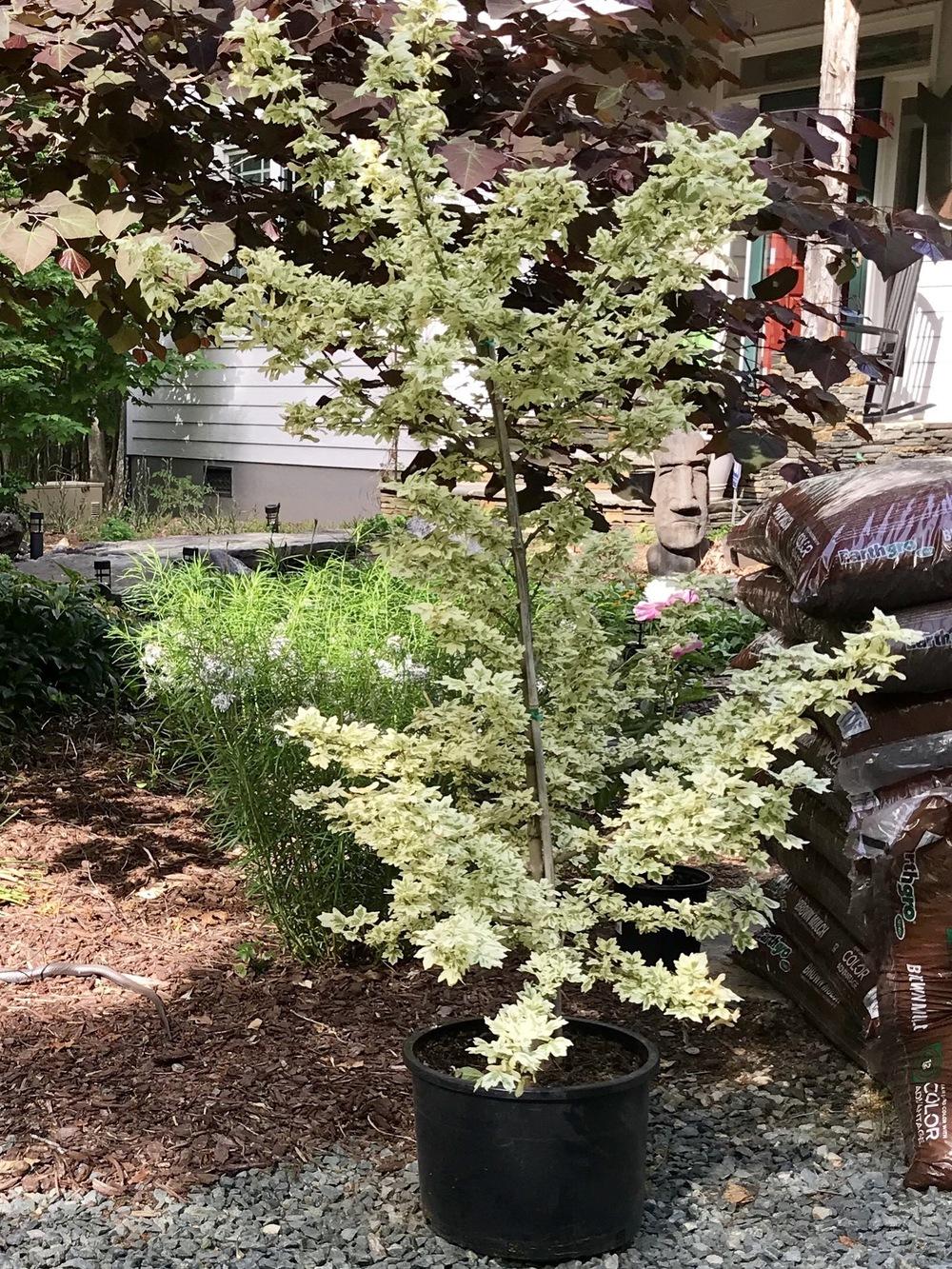 Photo of the entire plant of Hedge Maple (Acer campestre 'Carnival ...