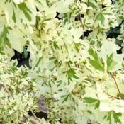 Photo of the entire plant of Hedge Maple (Acer campestre 'Carnival ...