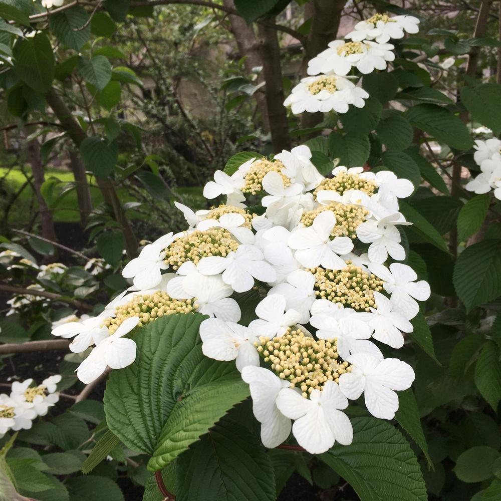 Viburnums: Plant Care and Collection of Varieties - Garden.org