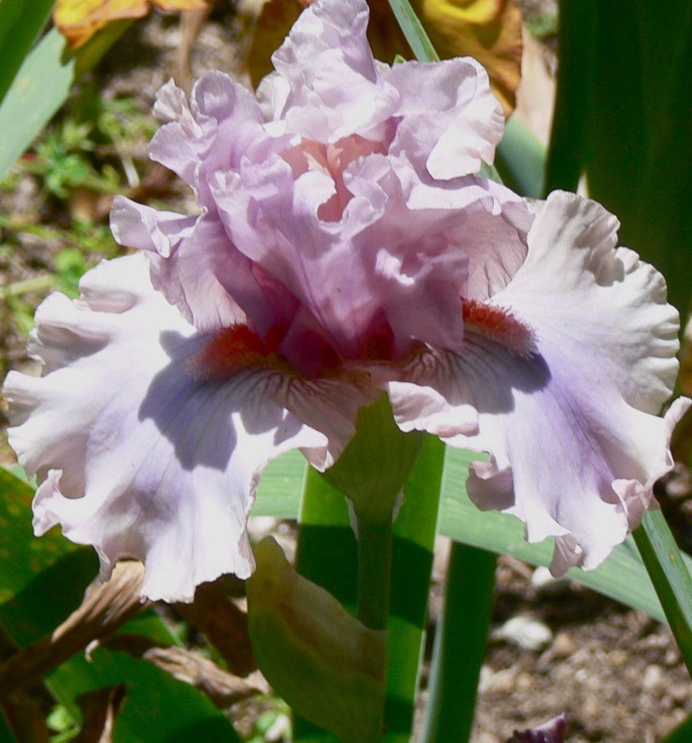 Tall Bearded Iris (Iris 'Project Runway') in the Irises Database ...