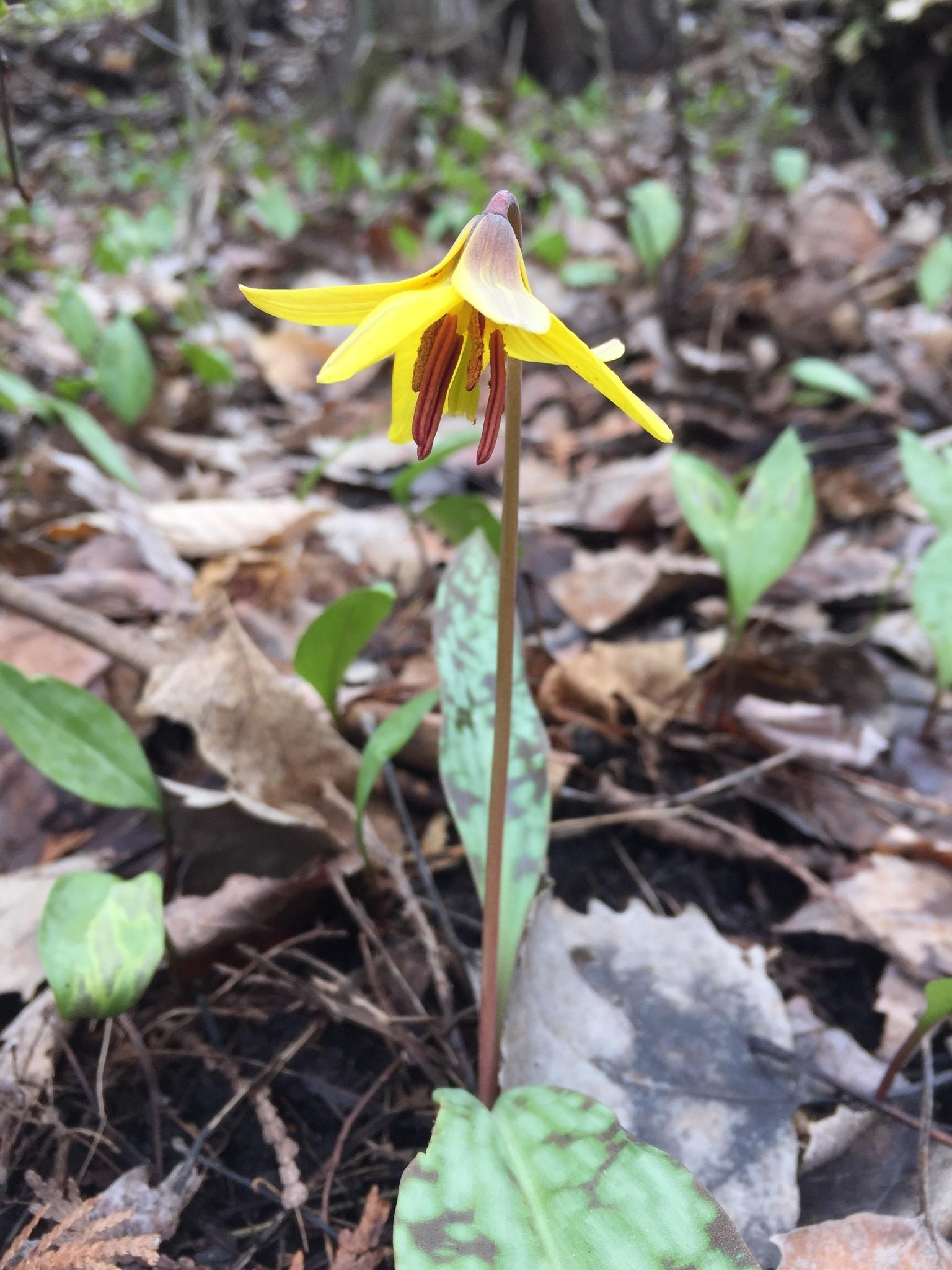 Erythroniums: Plant Care and Collection of Varieties - Garden.org